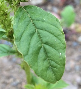 Amaranthus Sp. - Pigweed